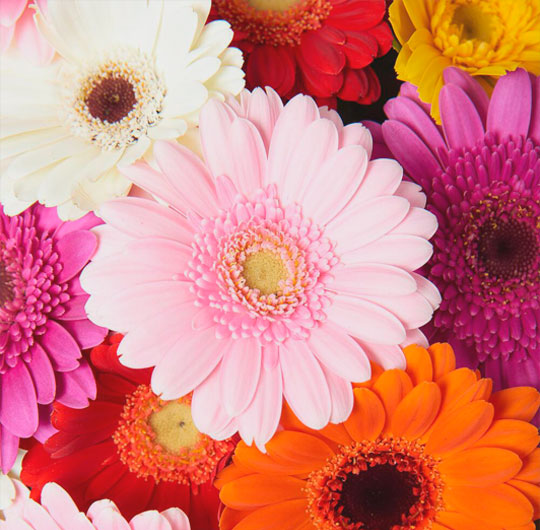 Flower Delivery Myrtle Beach Sc 🌻 Jun 2026